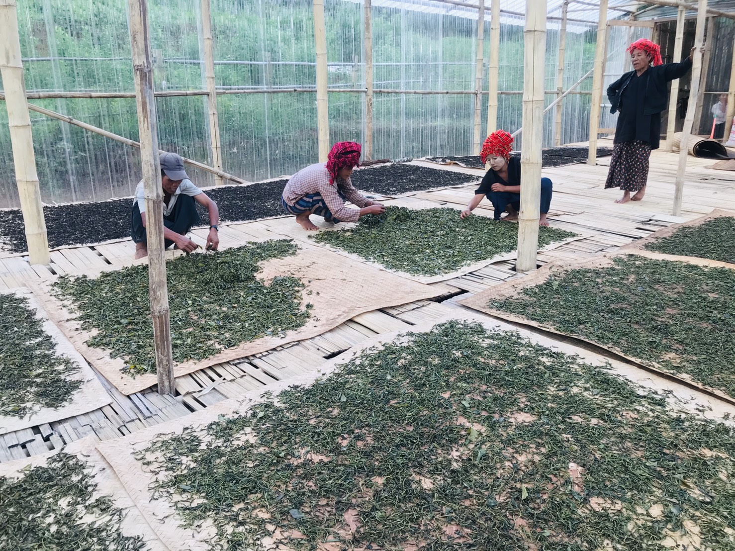 Value Added (Tea Processing Development) – Mae Fah Luang Foundation