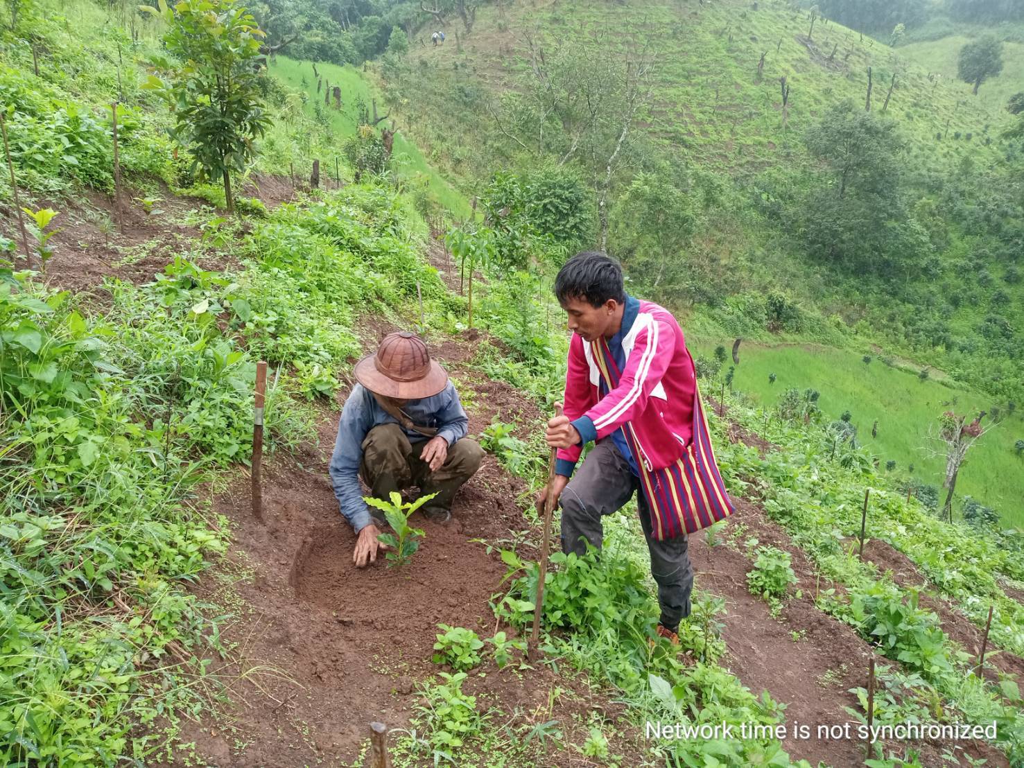 Coffee Expansion – Mae Fah Luang Foundation